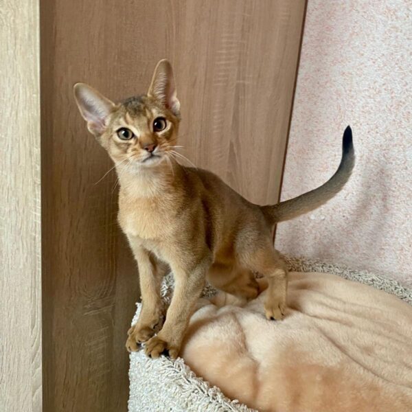 Abyssinian cats for sale